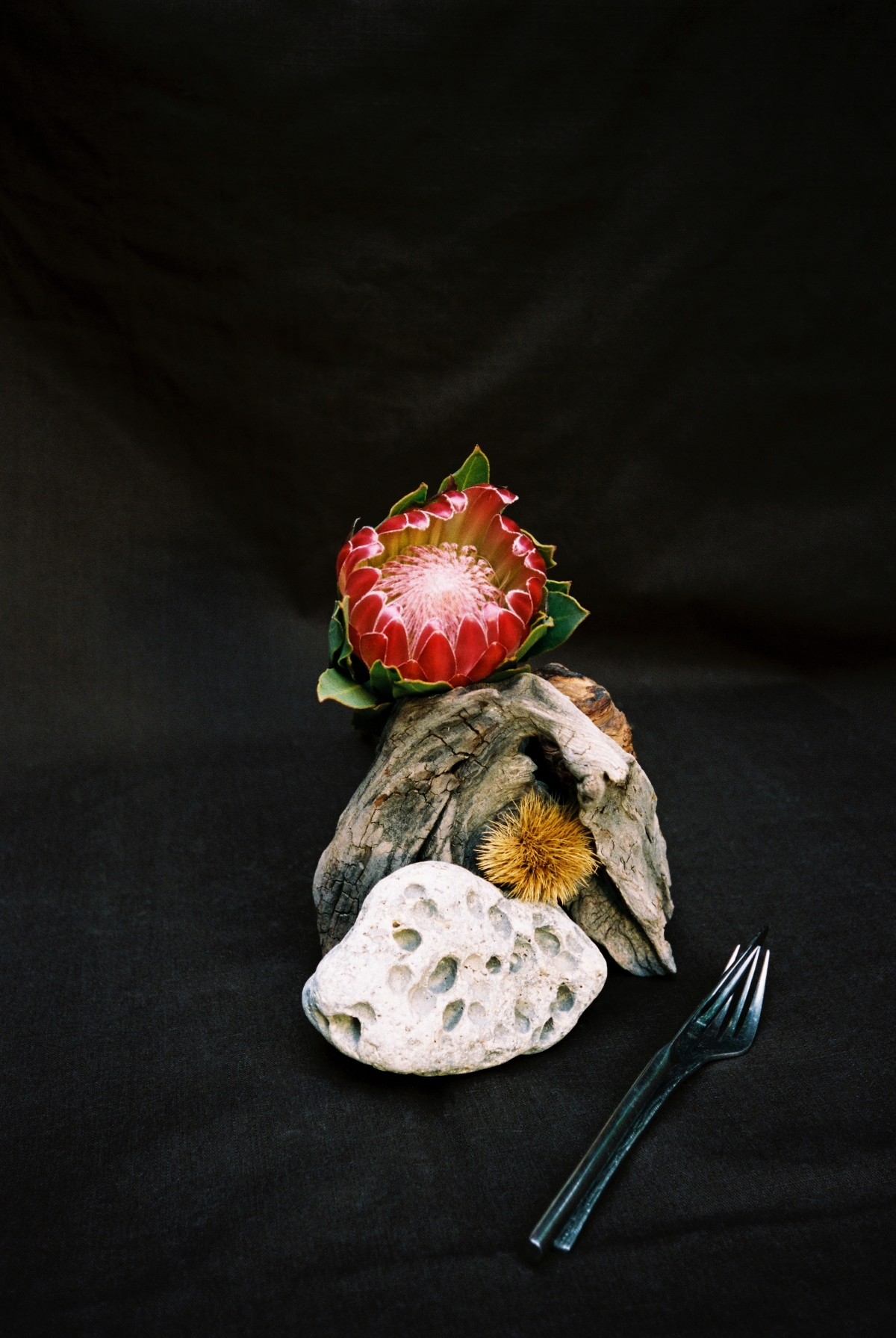 Andreea Badea | Halucinarium